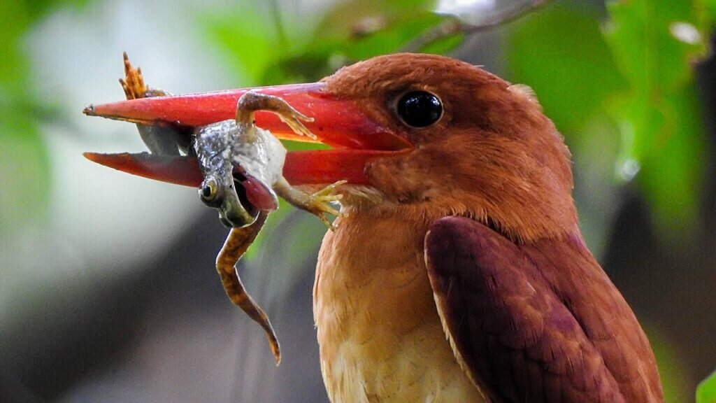 Do Birds Eat Frogs Birds Fact do-birds-eat-frogs-birds-fact