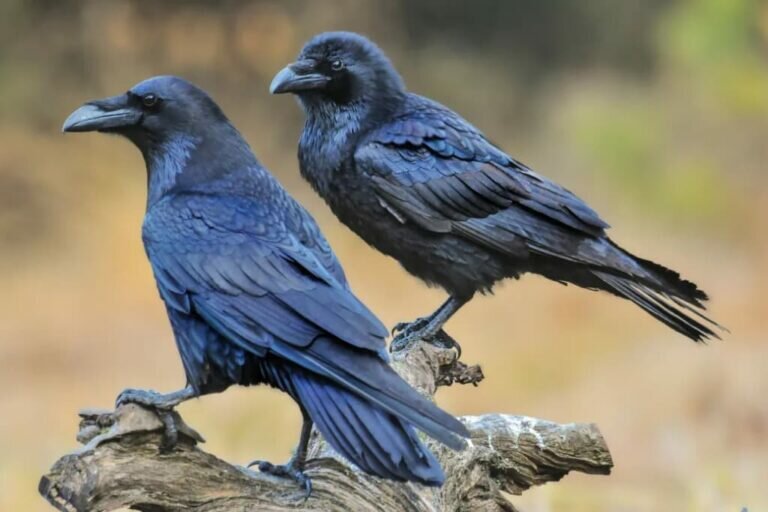 Why Is Group Of Ravens Called An Unkindness Birds Fact